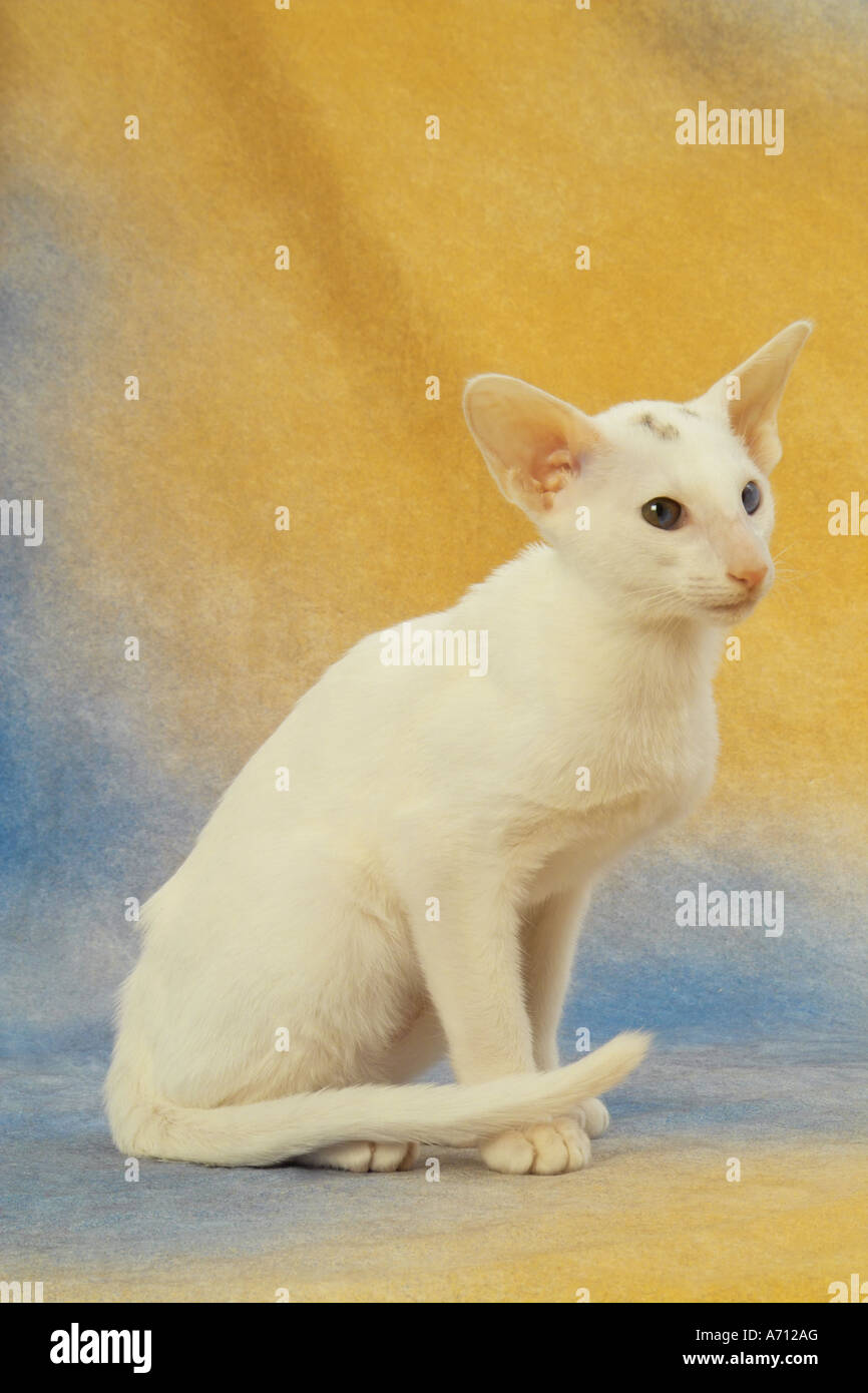 Oriental shorthairs hi-res stock photography and images - Alamy