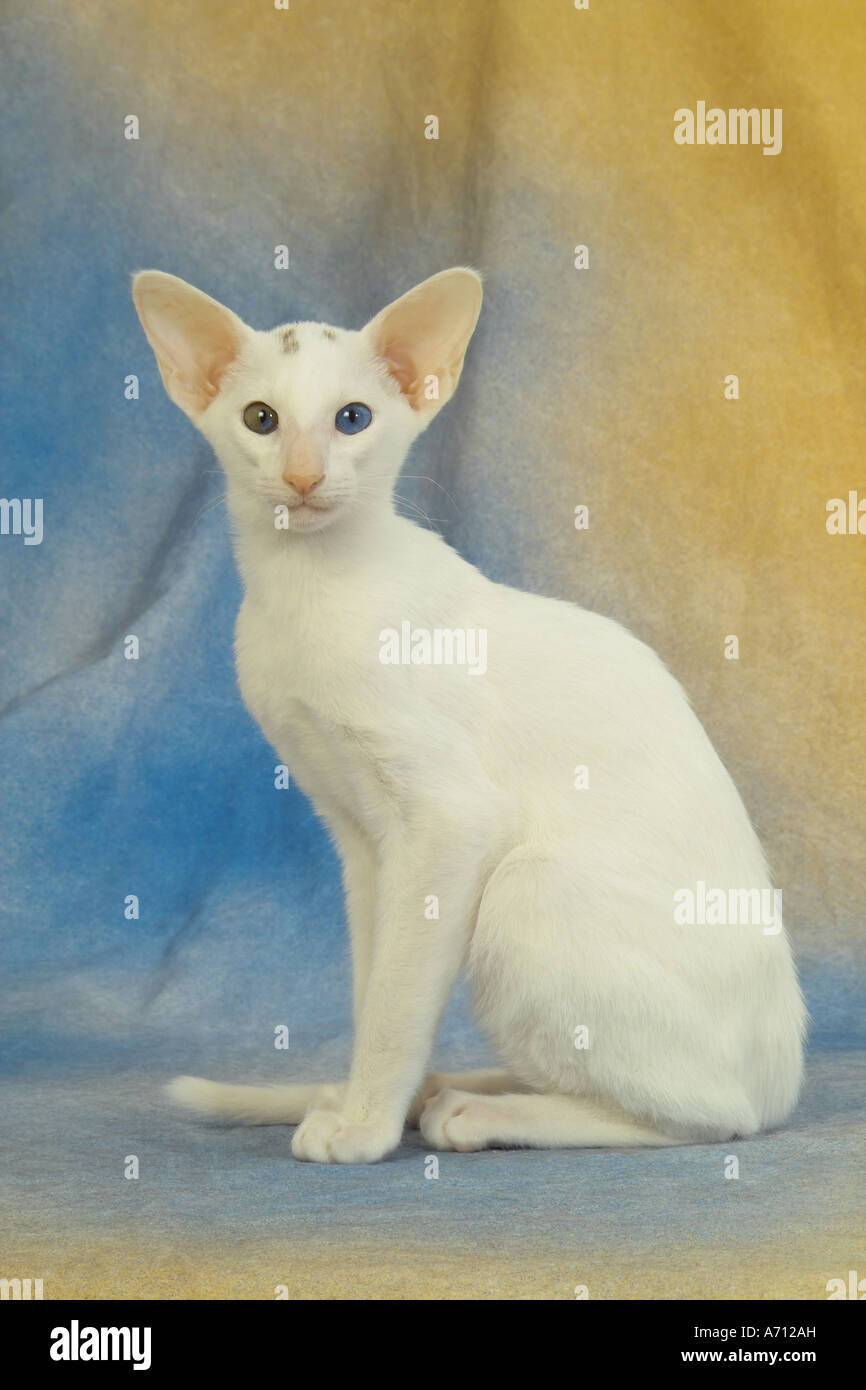 Oriental shorthairs hi-res stock photography and images - Alamy