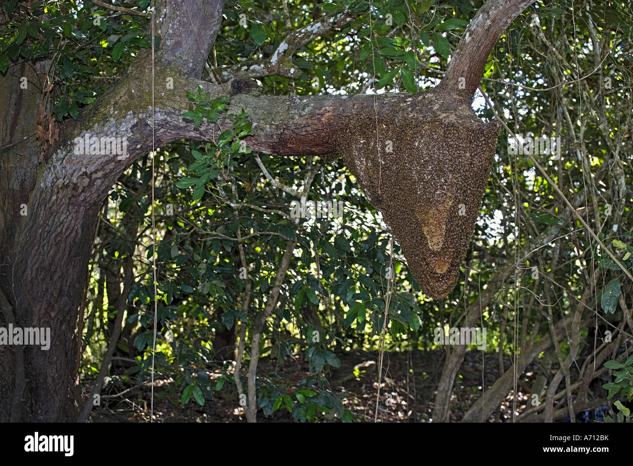 Africanized Honey Bee, Killer Bee. Beehive in a tree, Brazil Stock ...