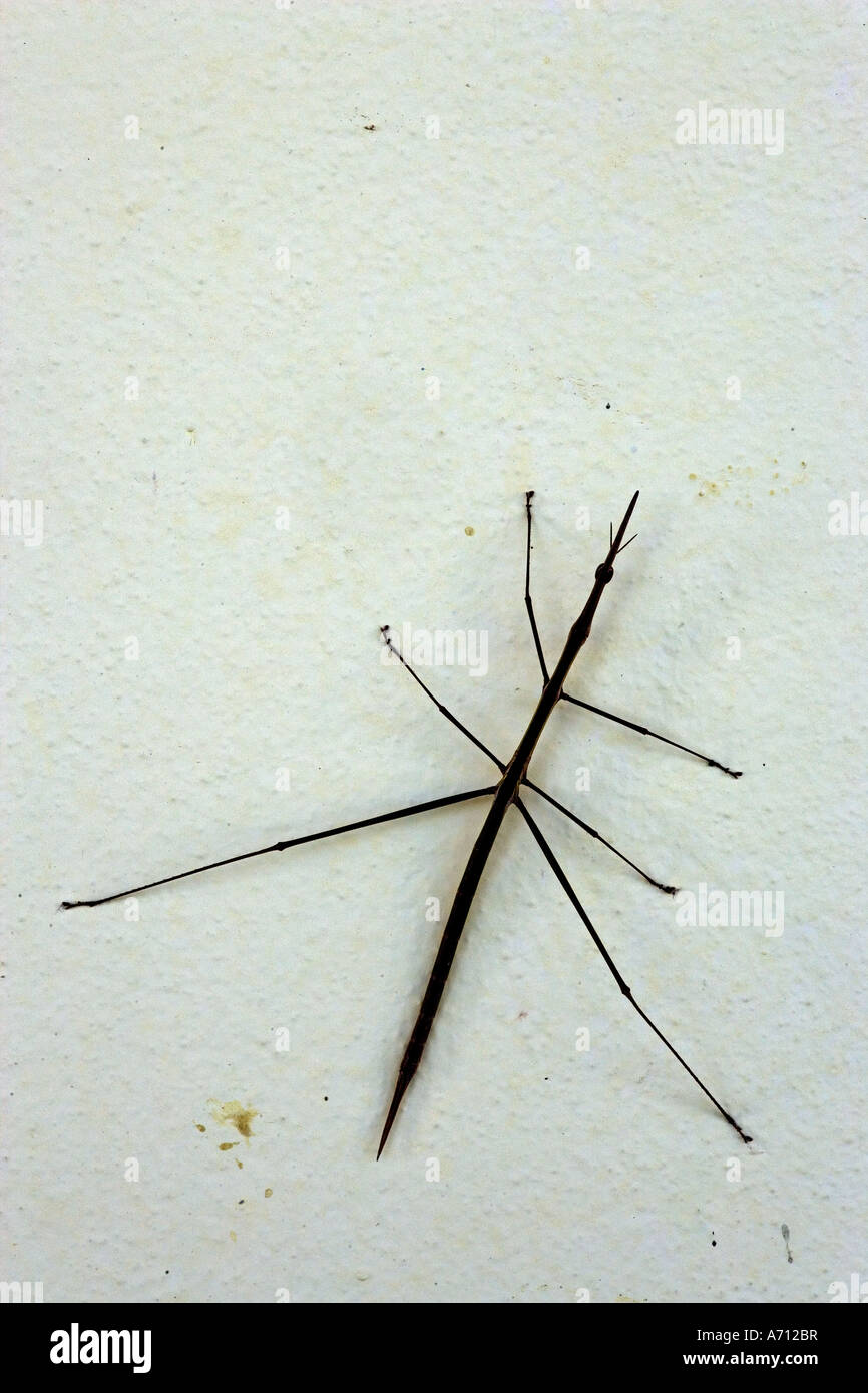 walking stick / Phasmatodea Stock Photo - Alamy