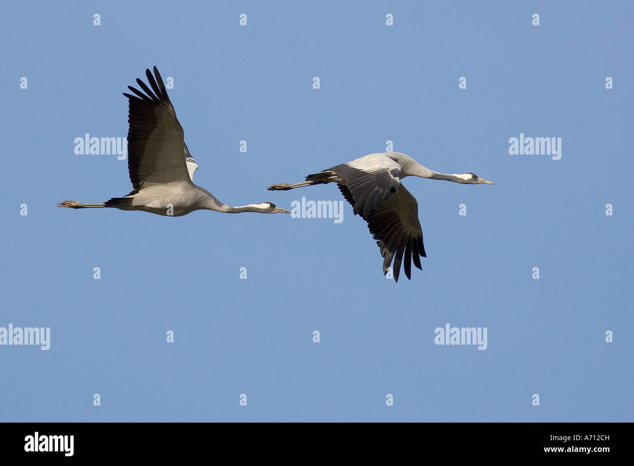 two common cranes - flying / Grus grus Stock Photo - Alamy