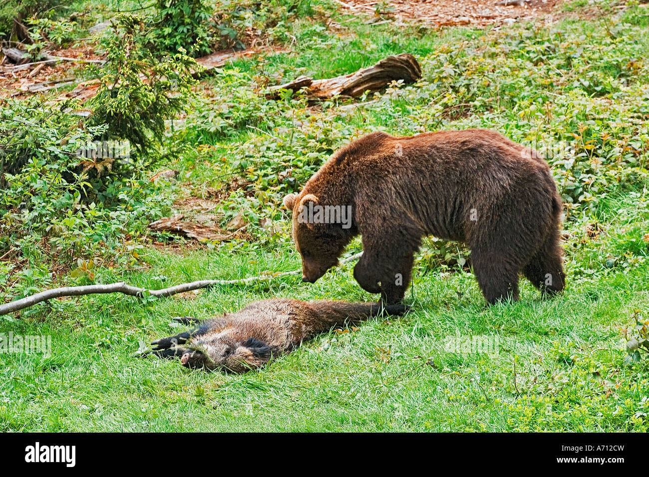 European Brown bear (Ursus arctos) with dead wild boar Stock Photo - Alamy
