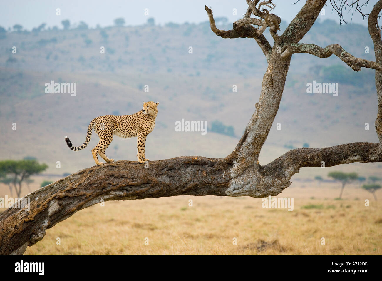 cheetah - standing on tree trunk / Acinonyx jubatus Stock Photo - Alamy