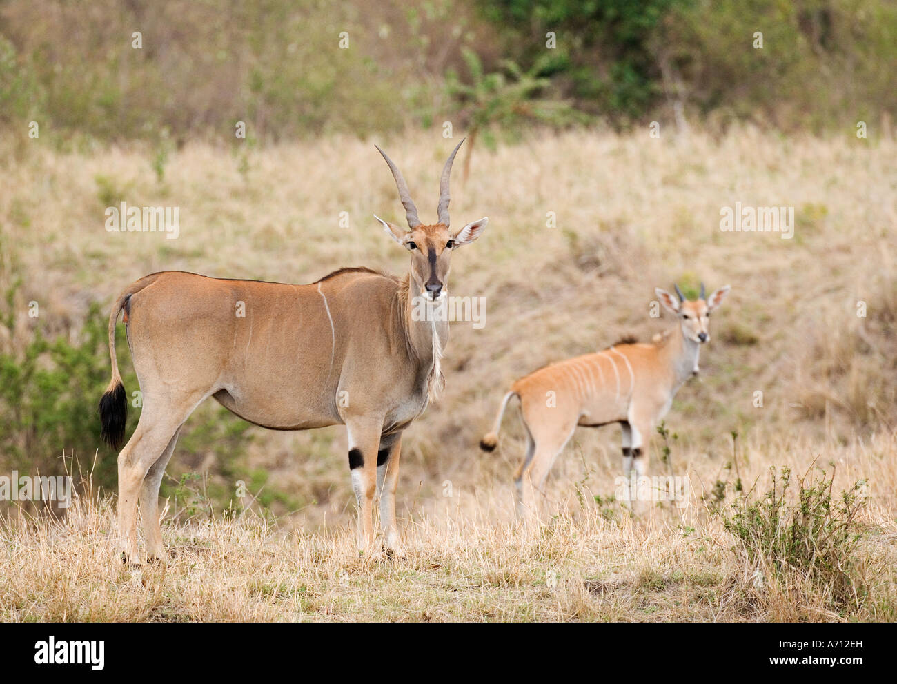 Female common eland antelope hi-res stock photography and images - Alamy