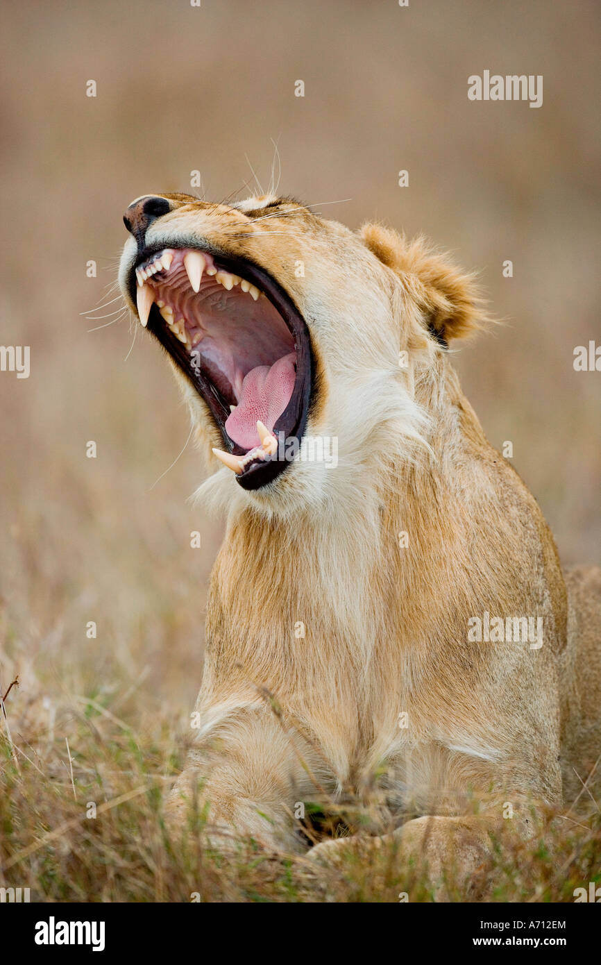 lioness - screaming / Panthera leo Stock Photo - Alamy