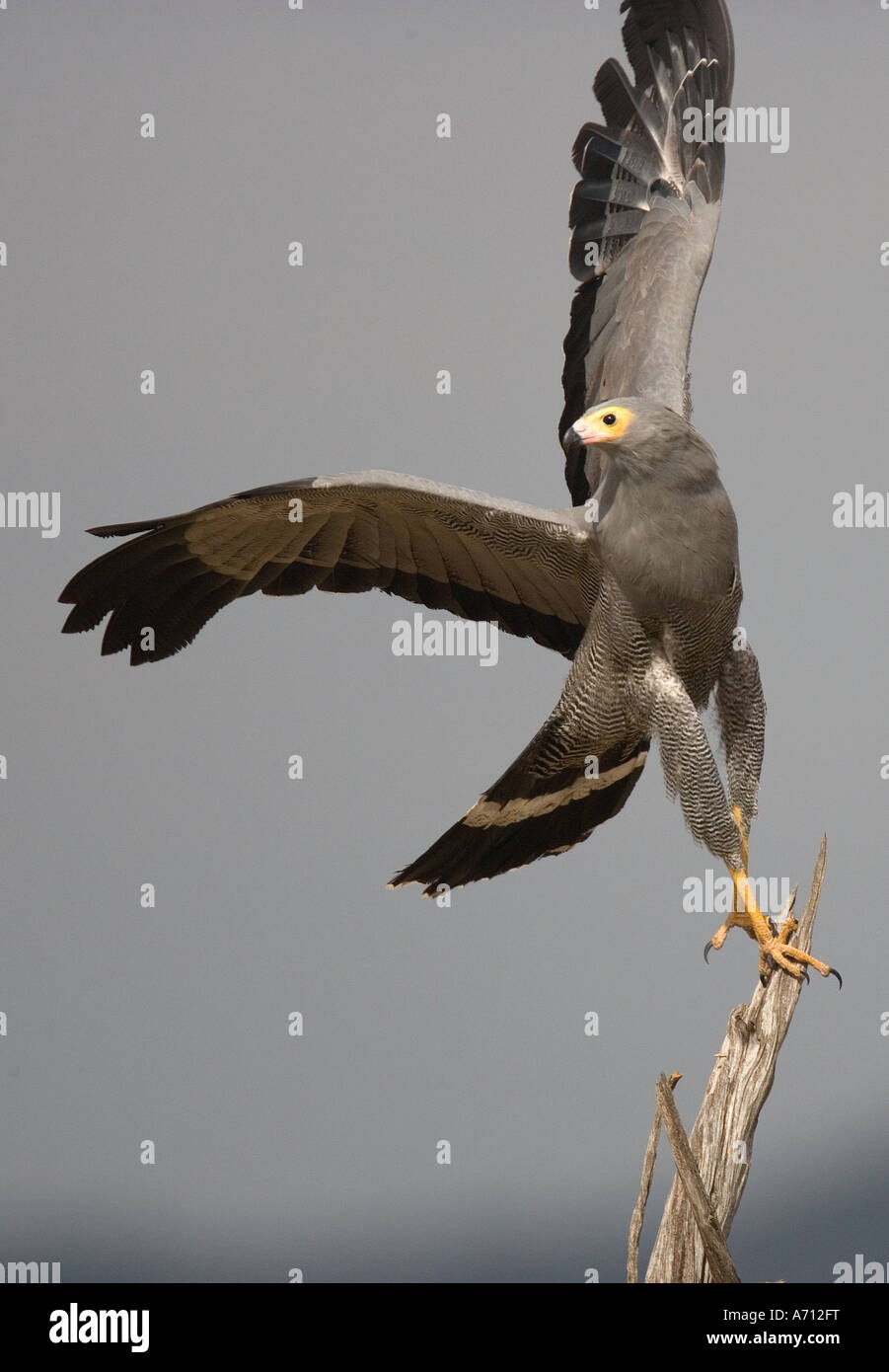 African Harrier Hawk, Banded Gymnogene (Polyboroides typus) taking-off ...