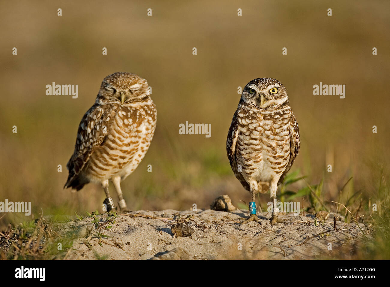 Burrowing owl speotyto cunicularia florida hi-res stock photography and ...