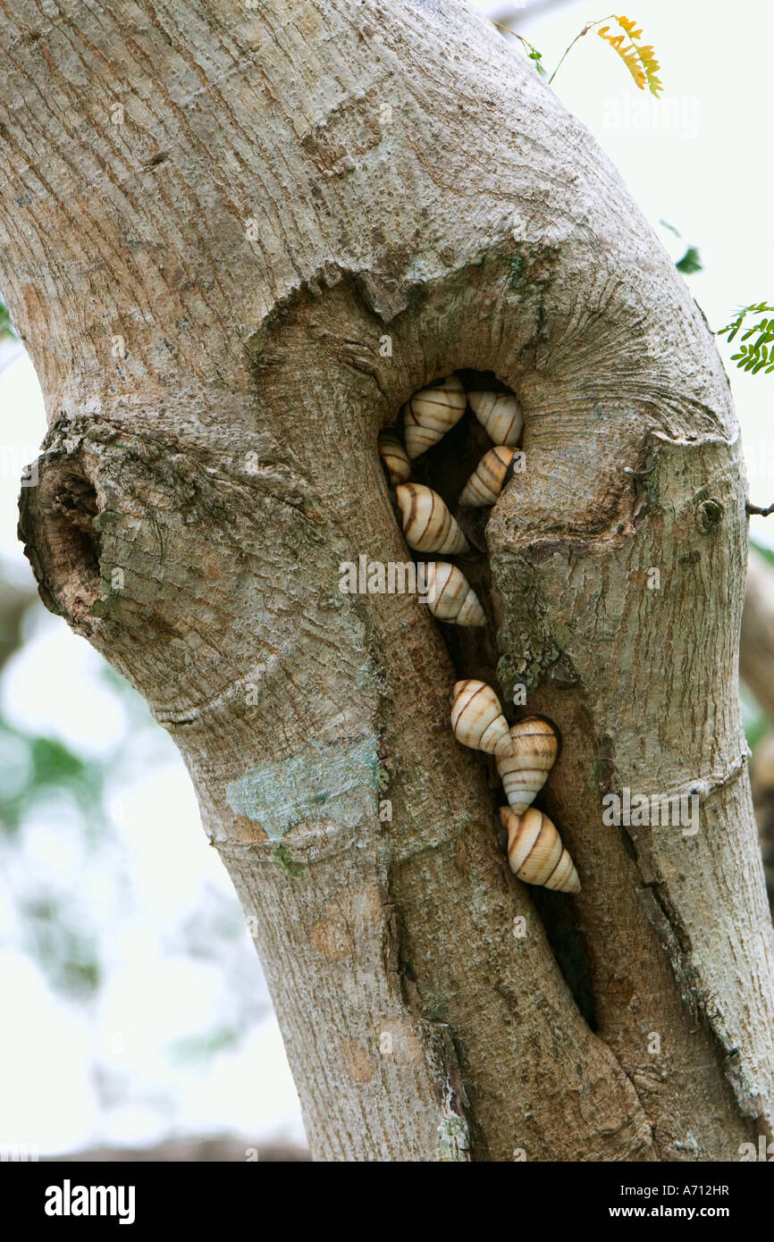 Florida tree snails - in tree trunk / Liguus fasciatus Stock Photo - Alamy