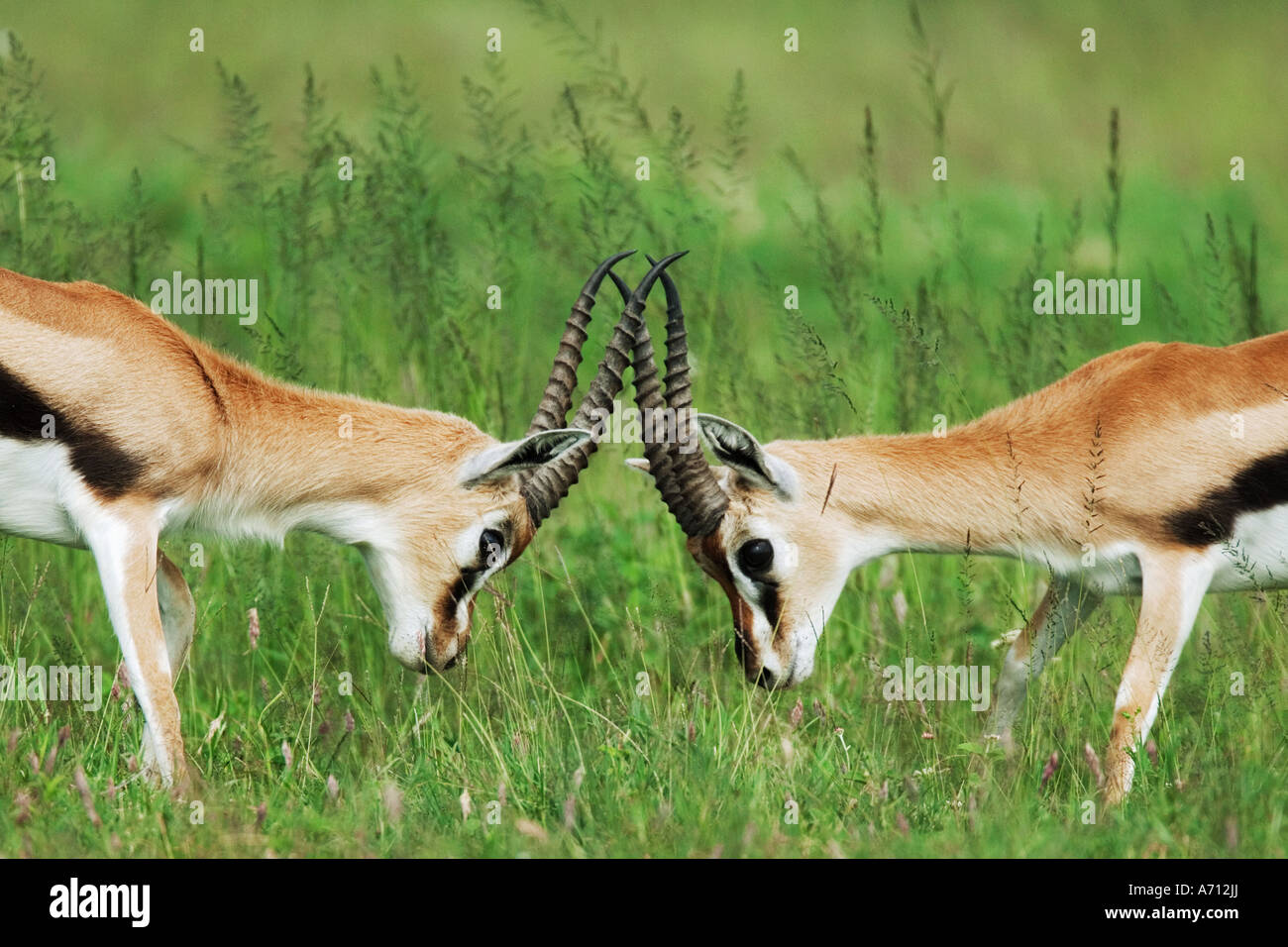 Gazelles fighting hi-res stock photography and images - Alamy