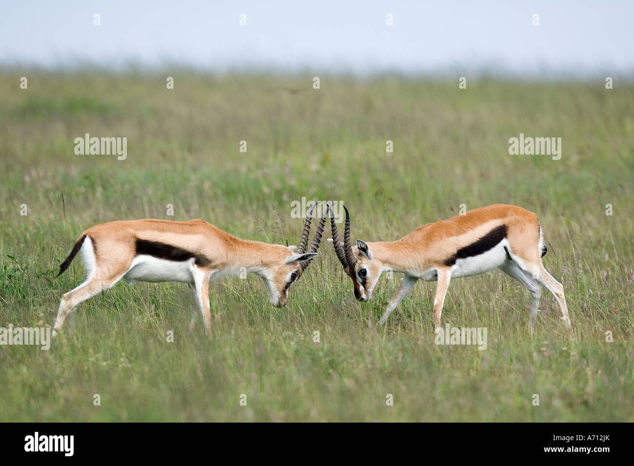 two Thomson's gazelles - fighting / Gazella thomsoni Stock Photo - Alamy
