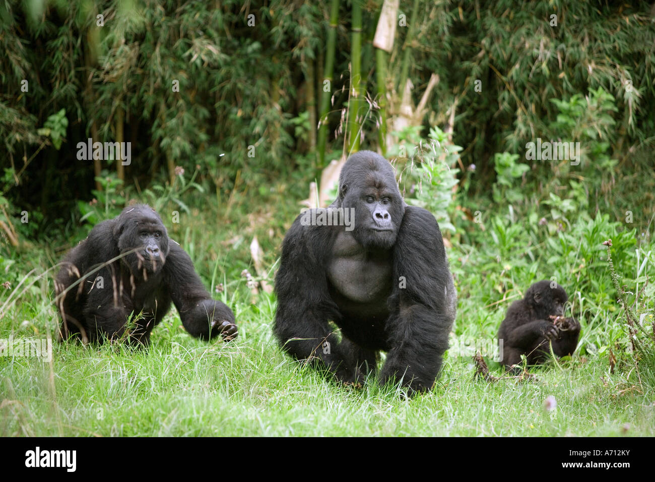 mountain gorillas with cub / Gorilla beringei beringei Stock Photo - Alamy