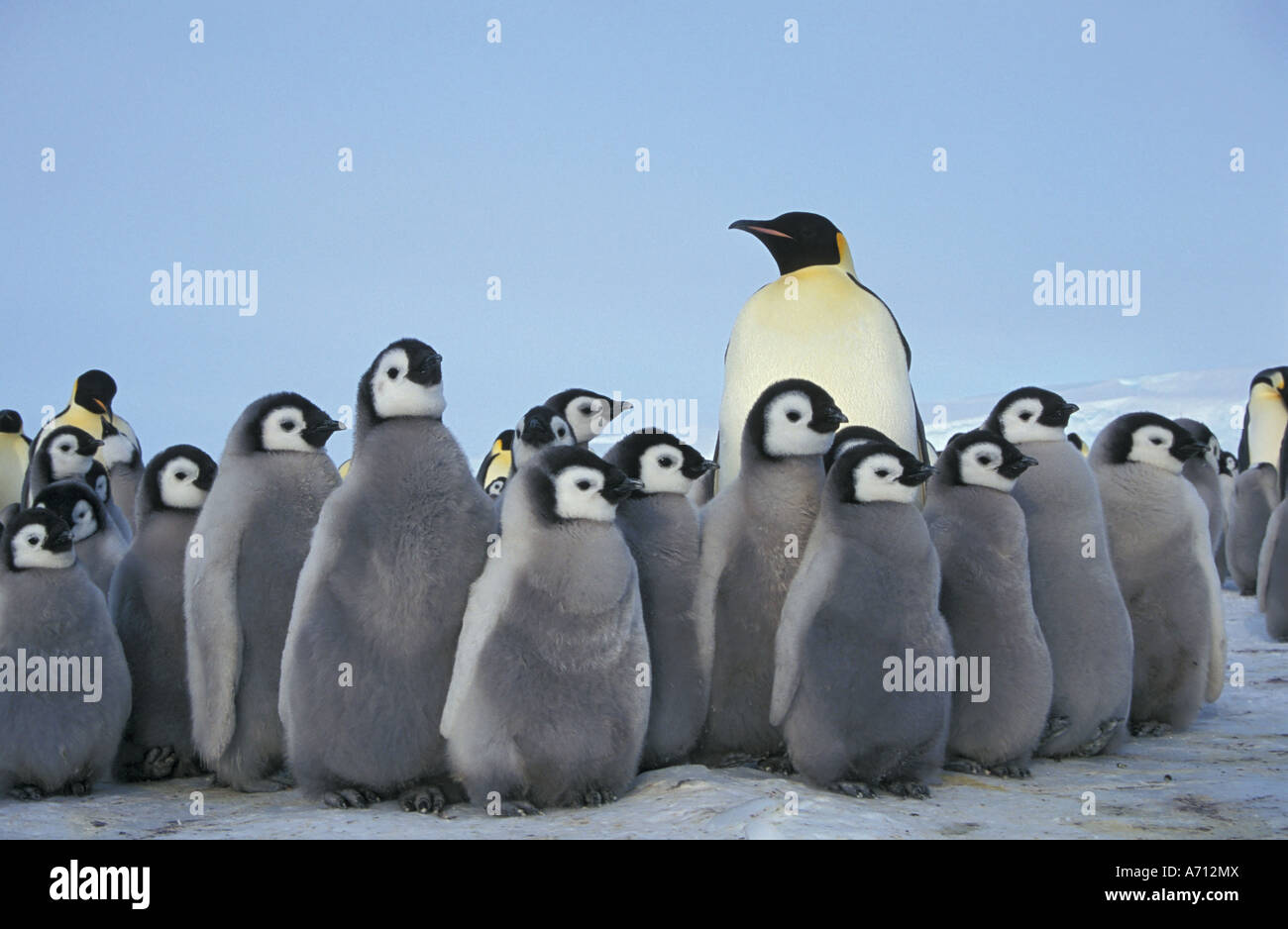 emperor penguin with cubs / Aptenodytes forsteri Stock Photo - Alamy