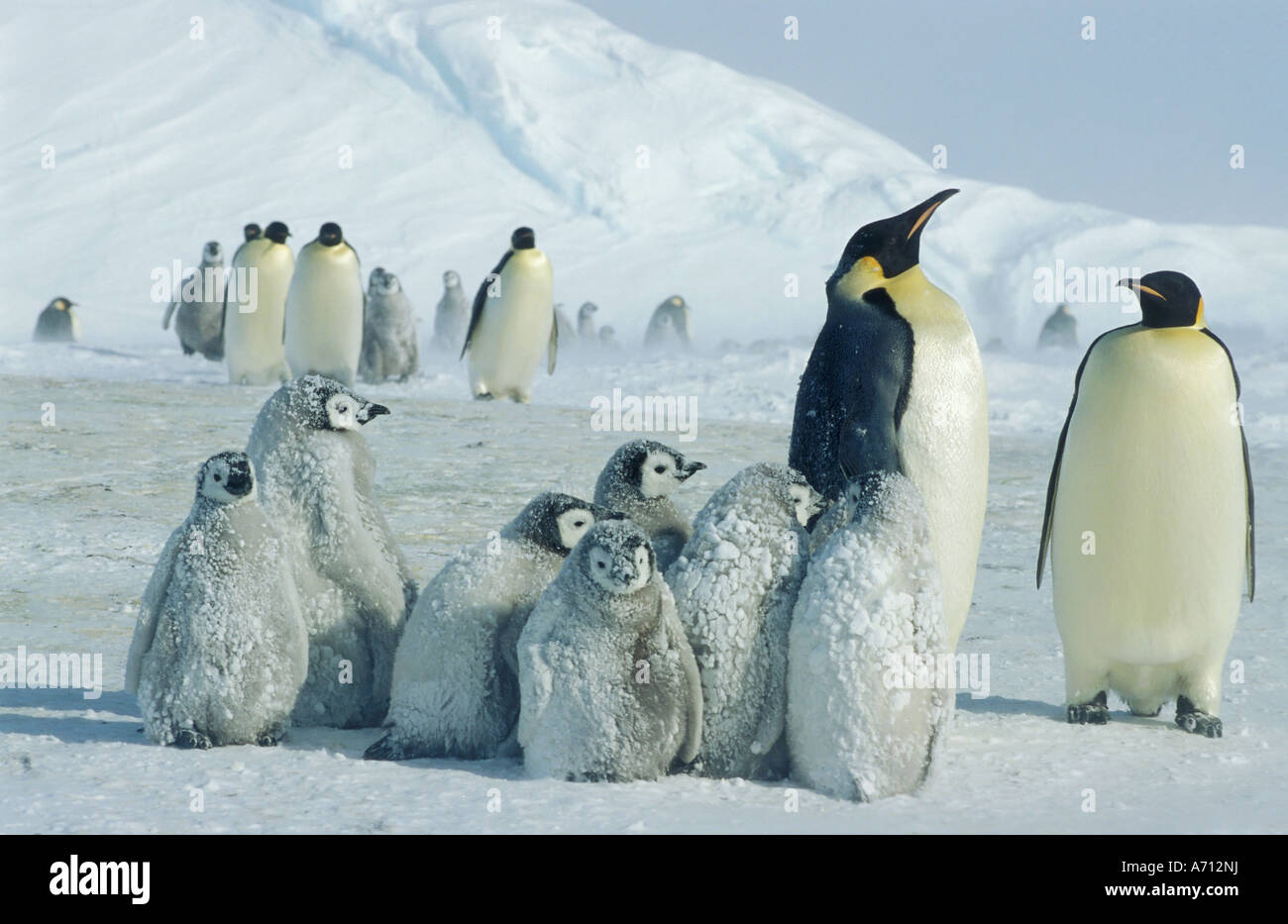 Emperor penguin cubs hi-res stock photography and images - Alamy
