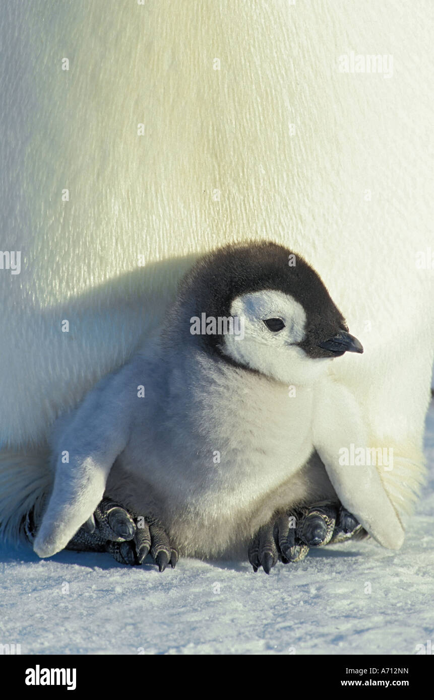 Emperor penguin cubs hi-res stock photography and images - Alamy