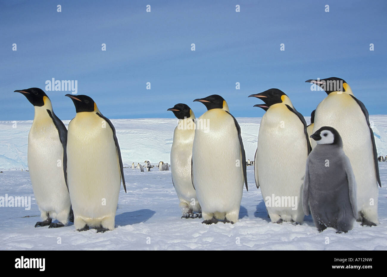 emperor penguins with cub / Aptenodytes forsteri Stock Photo - Alamy