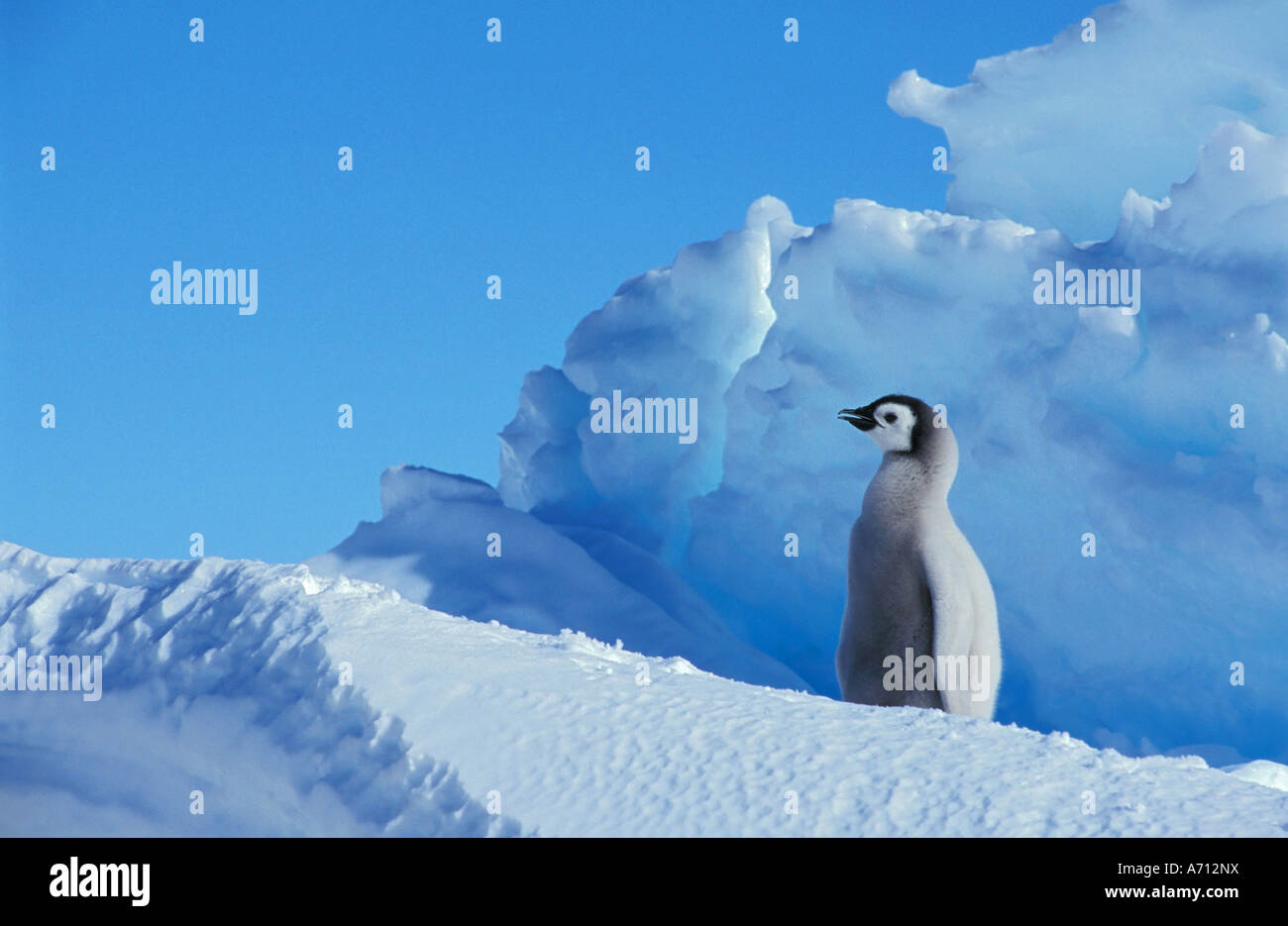 emperor penguin - cub / Aptenodytes forsteri Stock Photo - Alamy