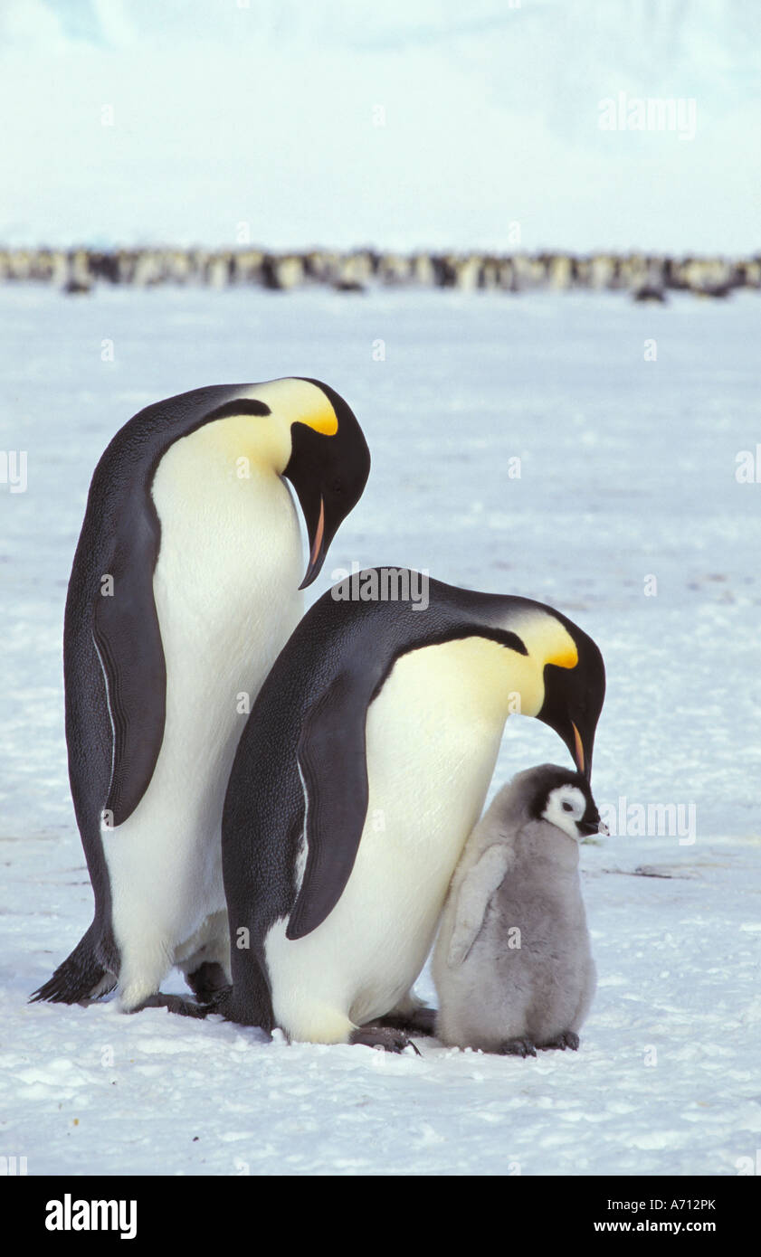 Emperor penguins cub hi-res stock photography and images - Alamy