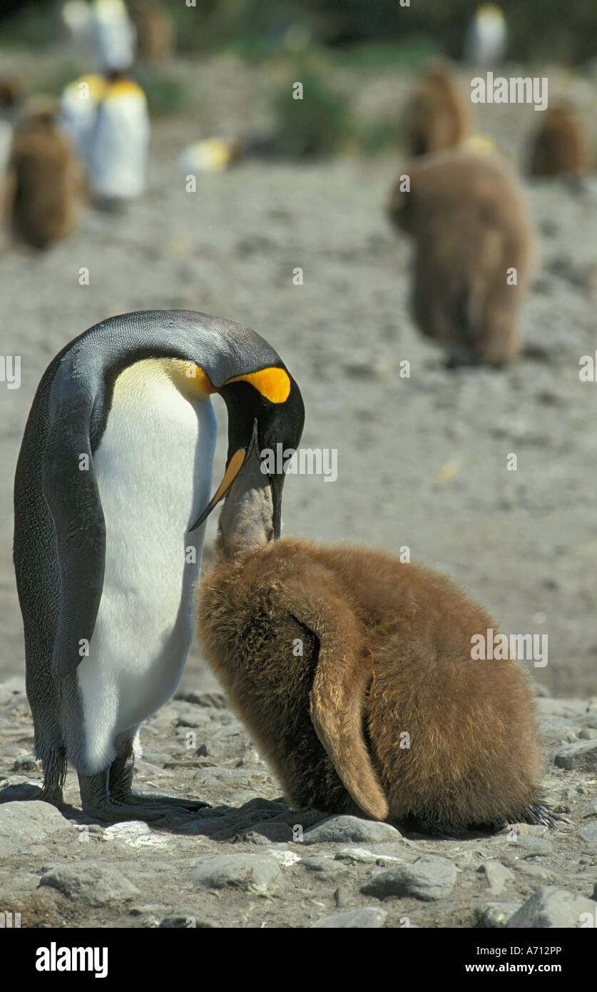 king penguin feeding cub / Aptenodytes patagonicus Stock Photo - Alamy