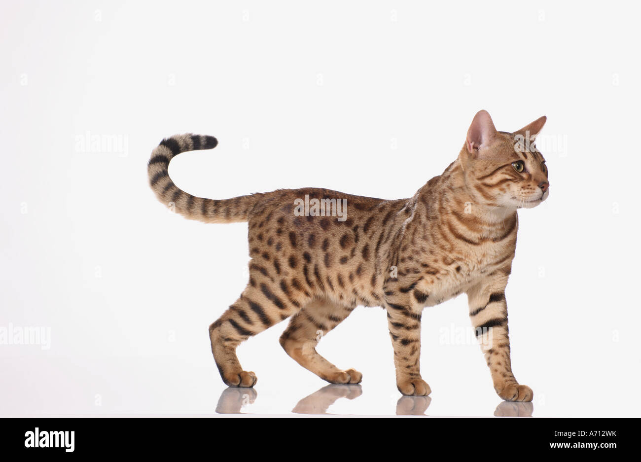 Bengal cat - standing lateral - cut out Stock Photo - Alamy