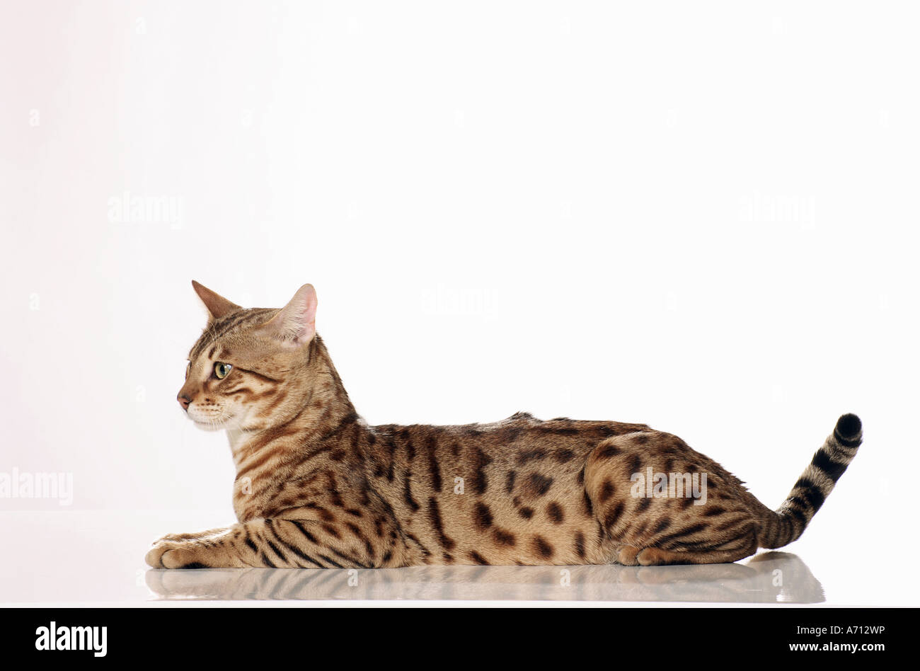 Bengal cat - lying lateral - cut out Stock Photo - Alamy