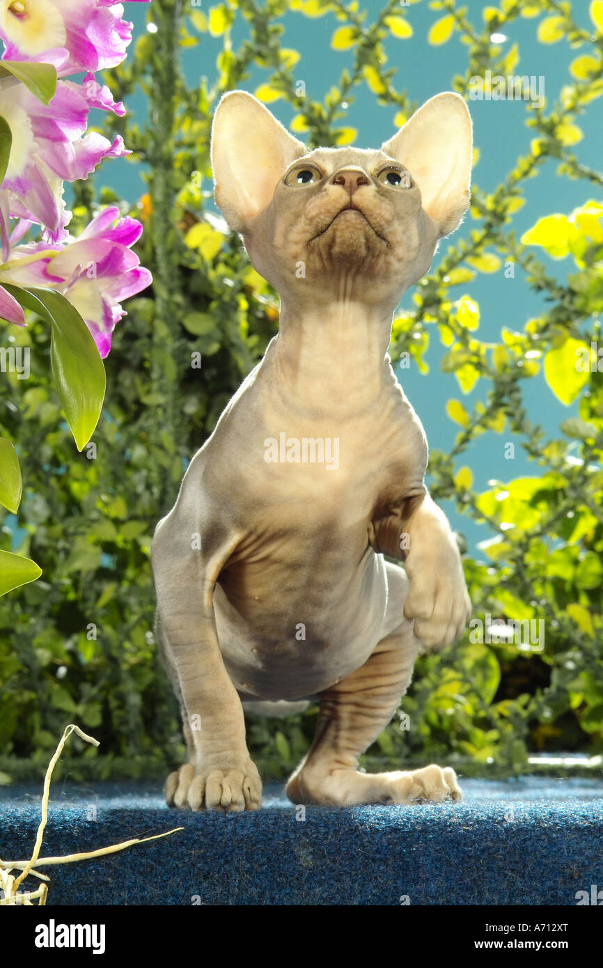Sphynx cat - standing Stock Photo - Alamy