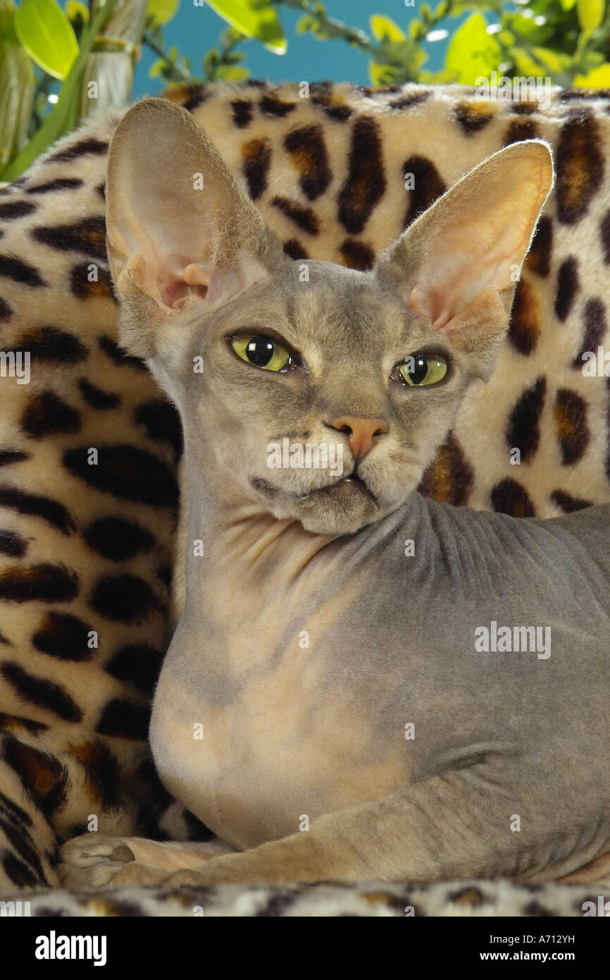 Canadian Sphynx Cats High Resolution Stock Photography and Images - Alamy