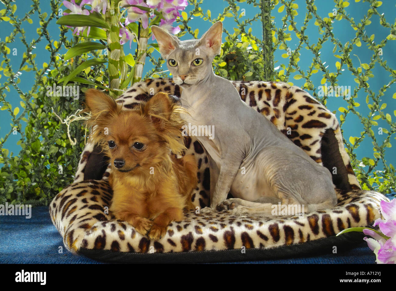 animal friendship : Russian toy terrier and Sphynx cat Stock Photo - Alamy