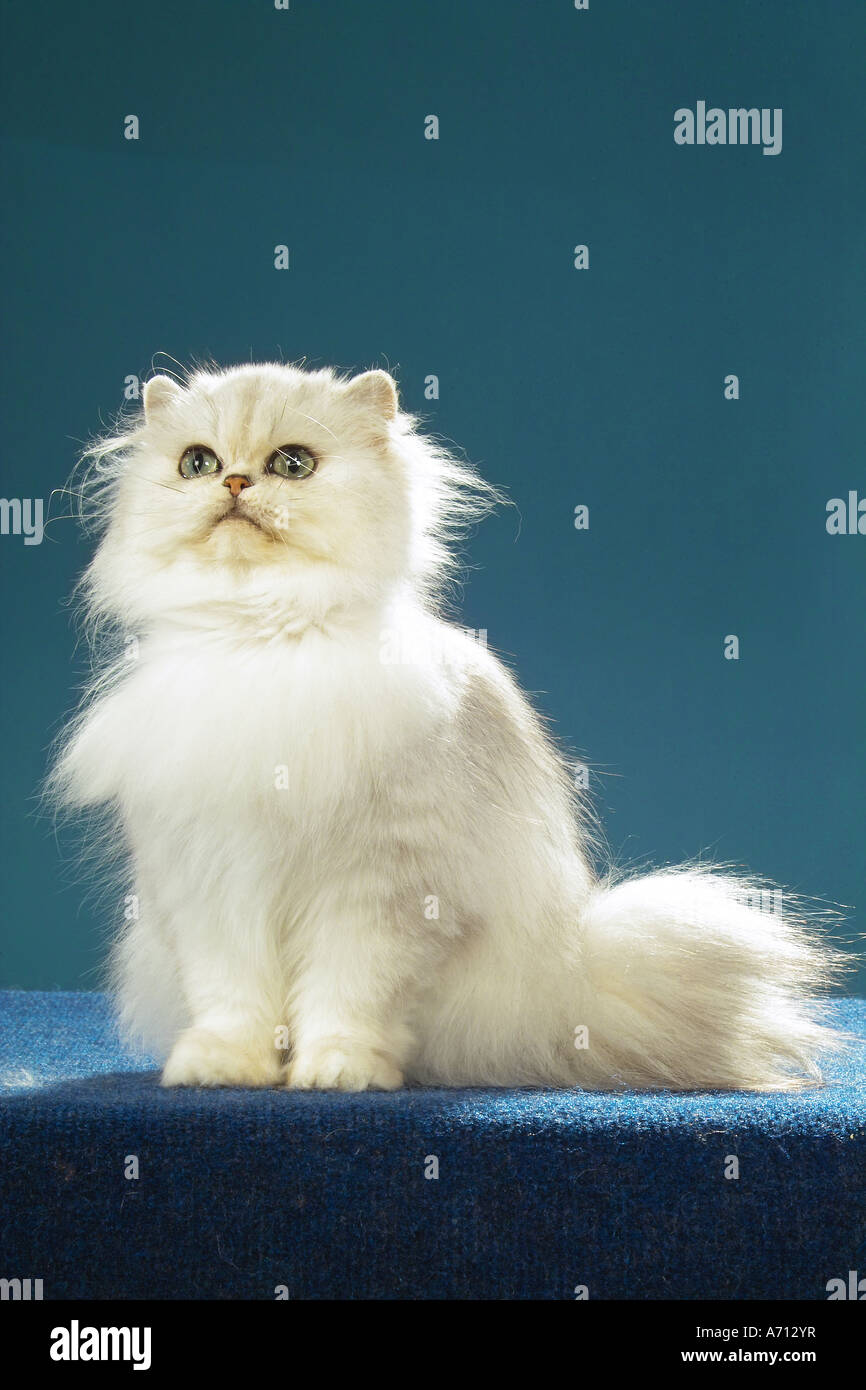 Persian cat - sitting Stock Photo - Alamy