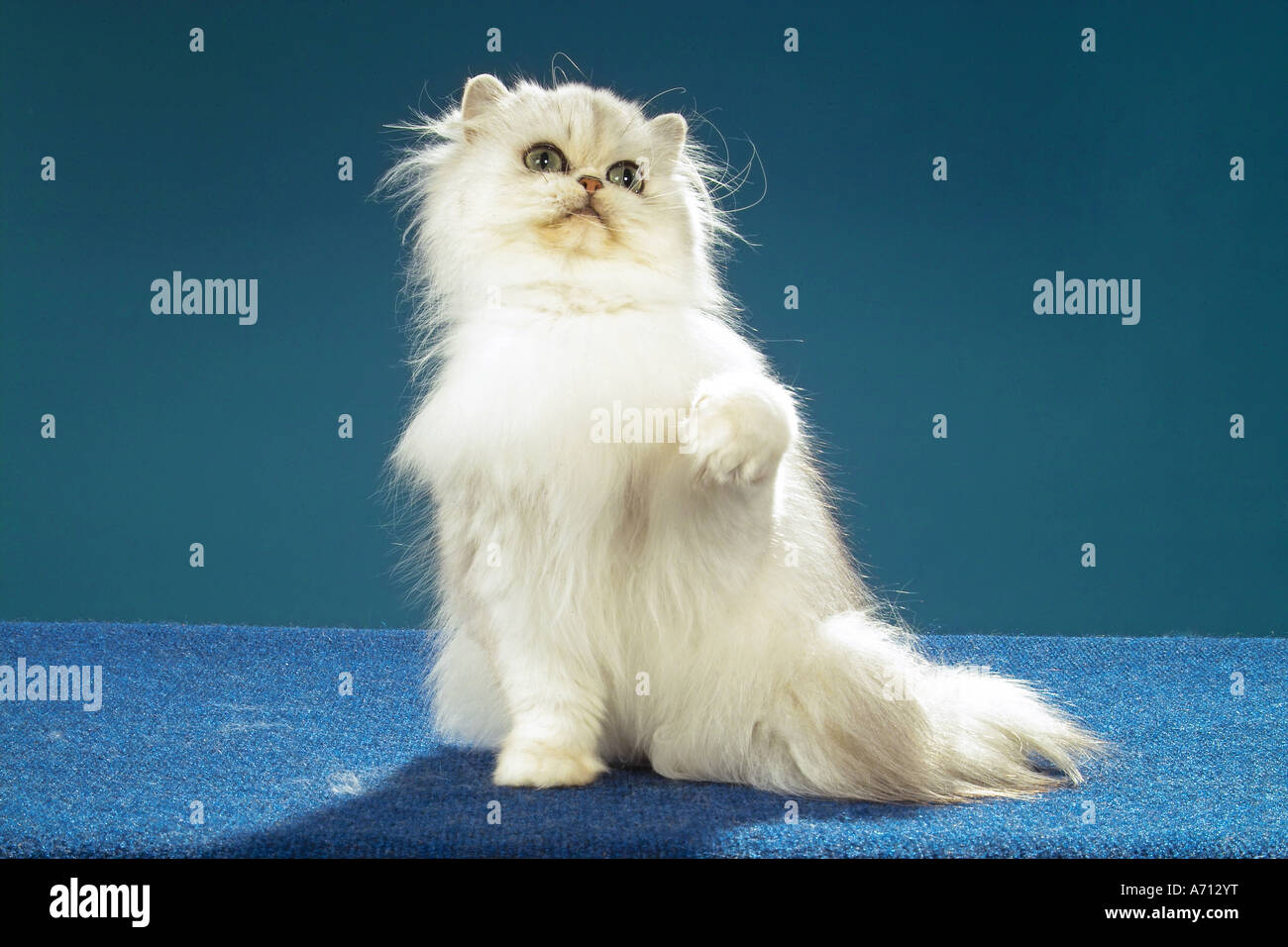Persian cat - sitting Stock Photo - Alamy