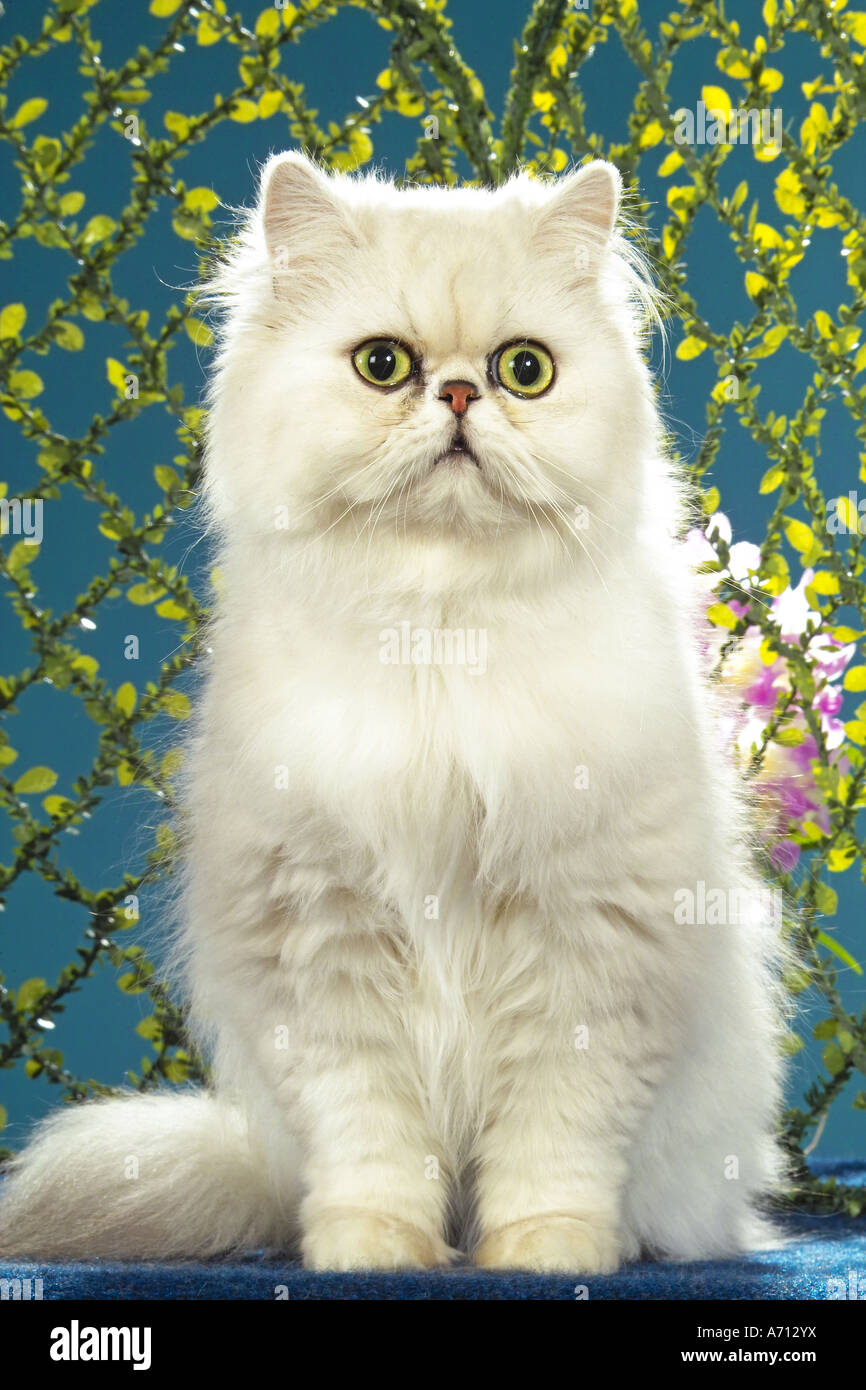 Persian cat - sitting Stock Photo - Alamy