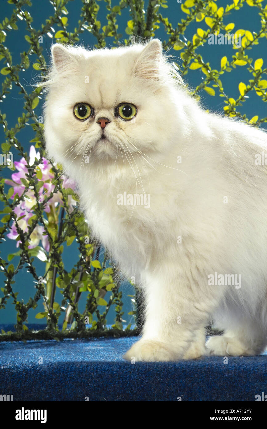 Persian cat - standing Stock Photo - Alamy