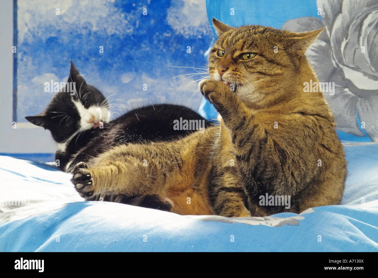 two cats - preening itself Stock Photo - Alamy