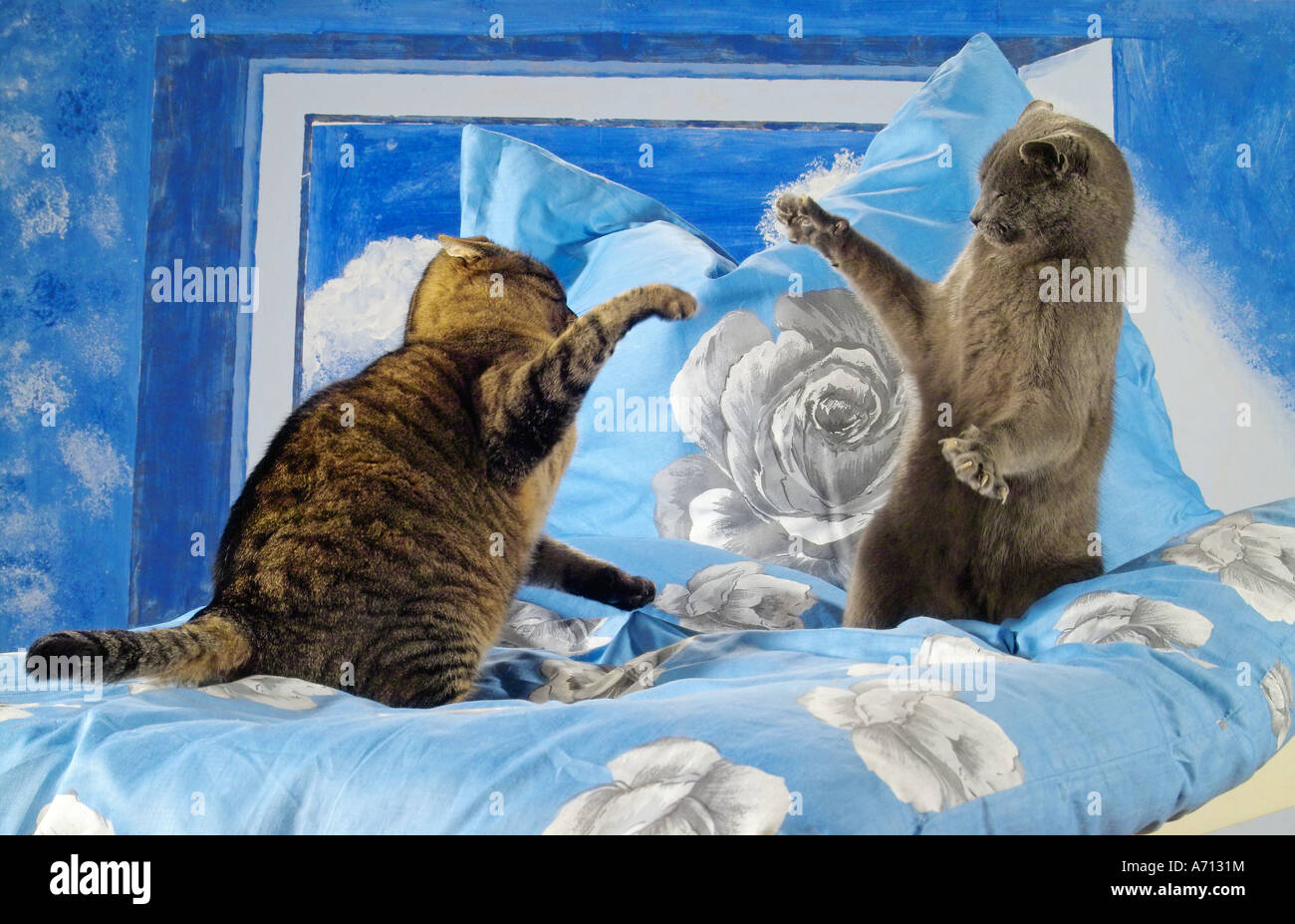 two cats - fighting Stock Photo - Alamy