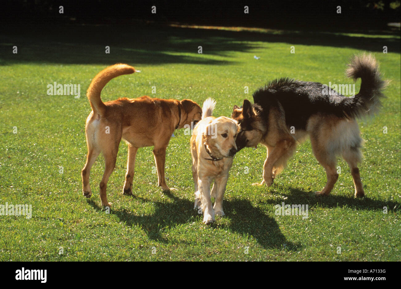 two male dogs sniffing she dog Stock Photo - Alamy