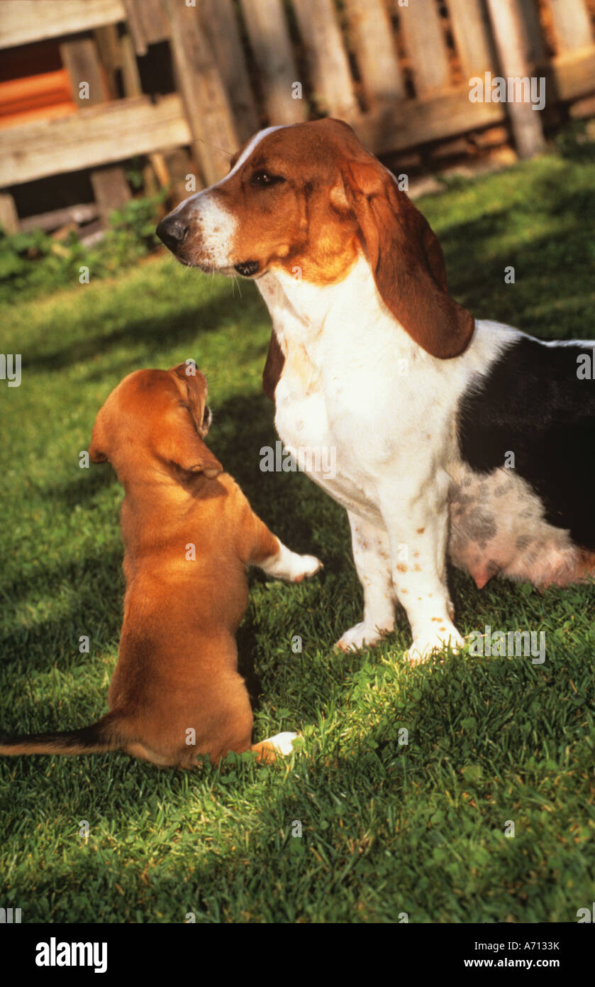 dog - puppy sitting up and begging in front of she dog Stock Photo - Alamy