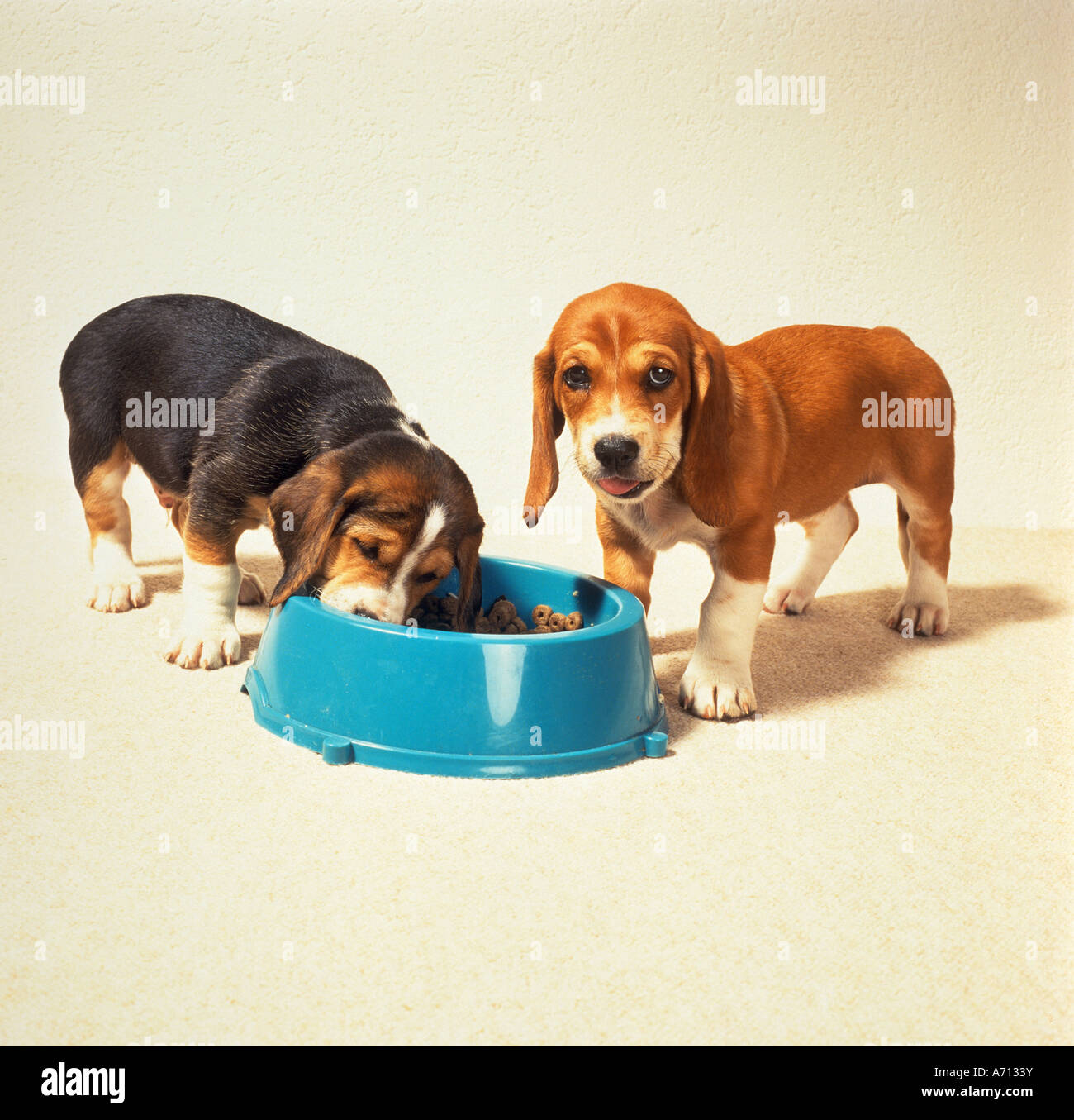 Breeds of puppies hi-res stock photography and images - Alamy