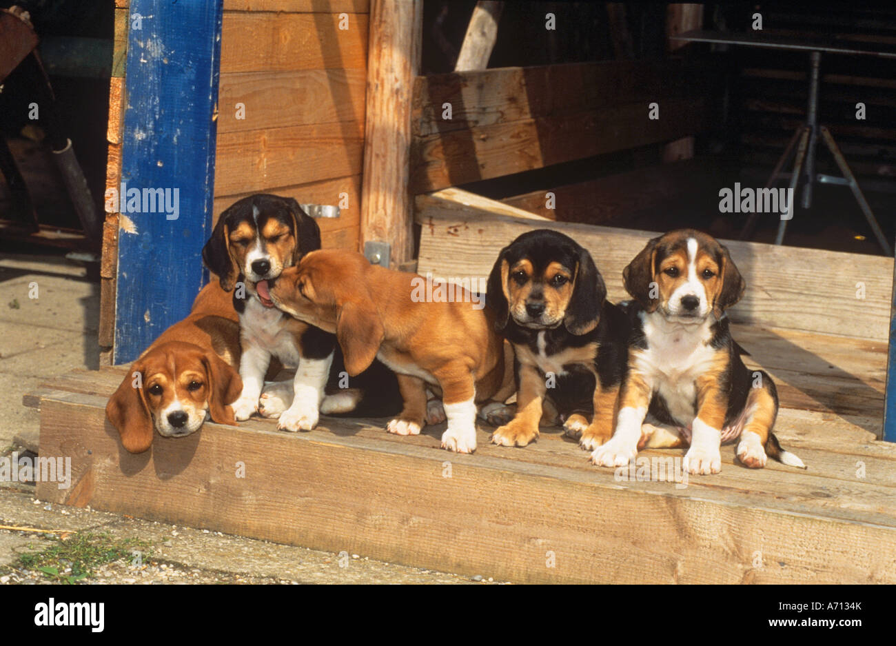 five half breed dog puppies Stock Photo - Alamy