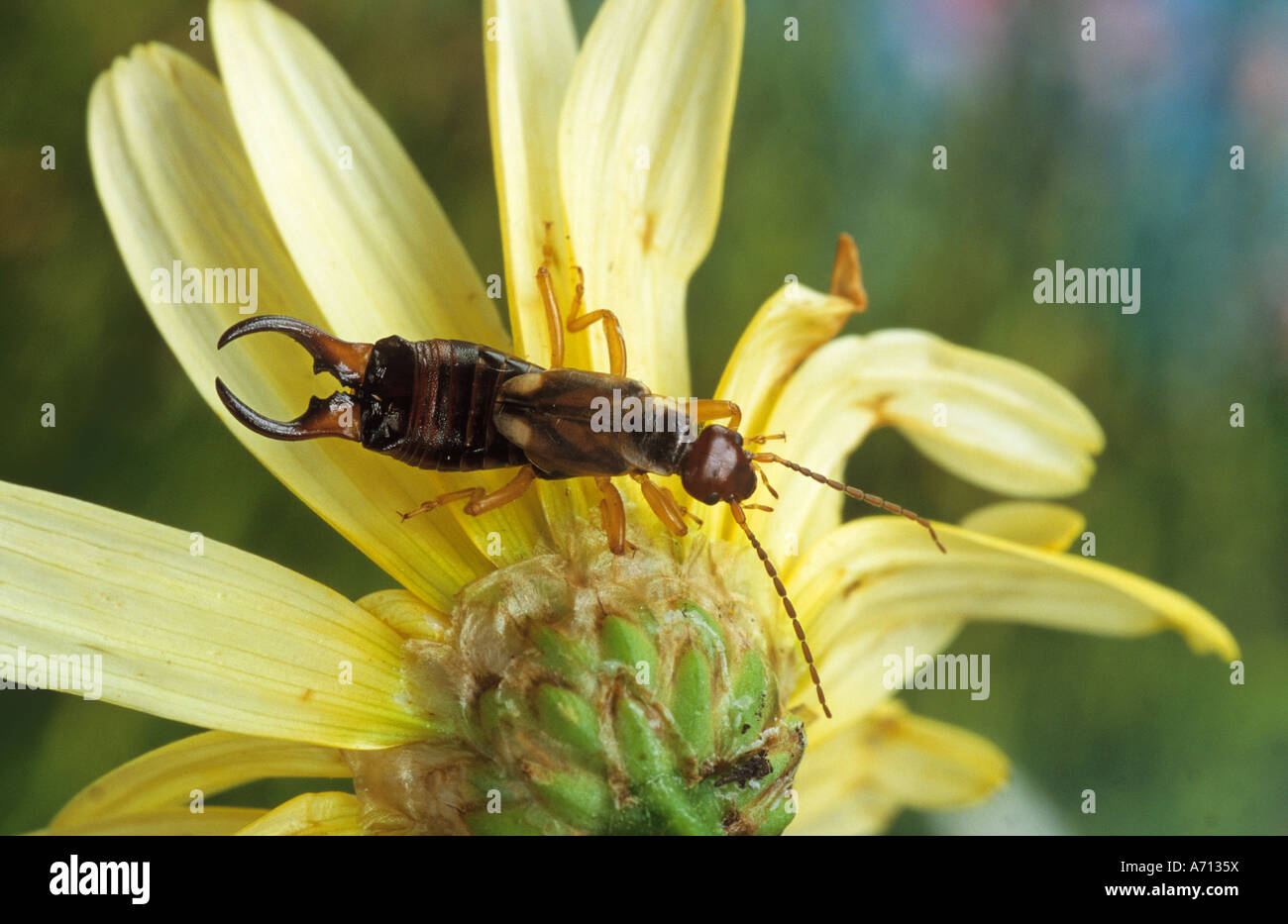 Common Earwig (Forficula auricularia) on a yellow flower Stock Photo ...