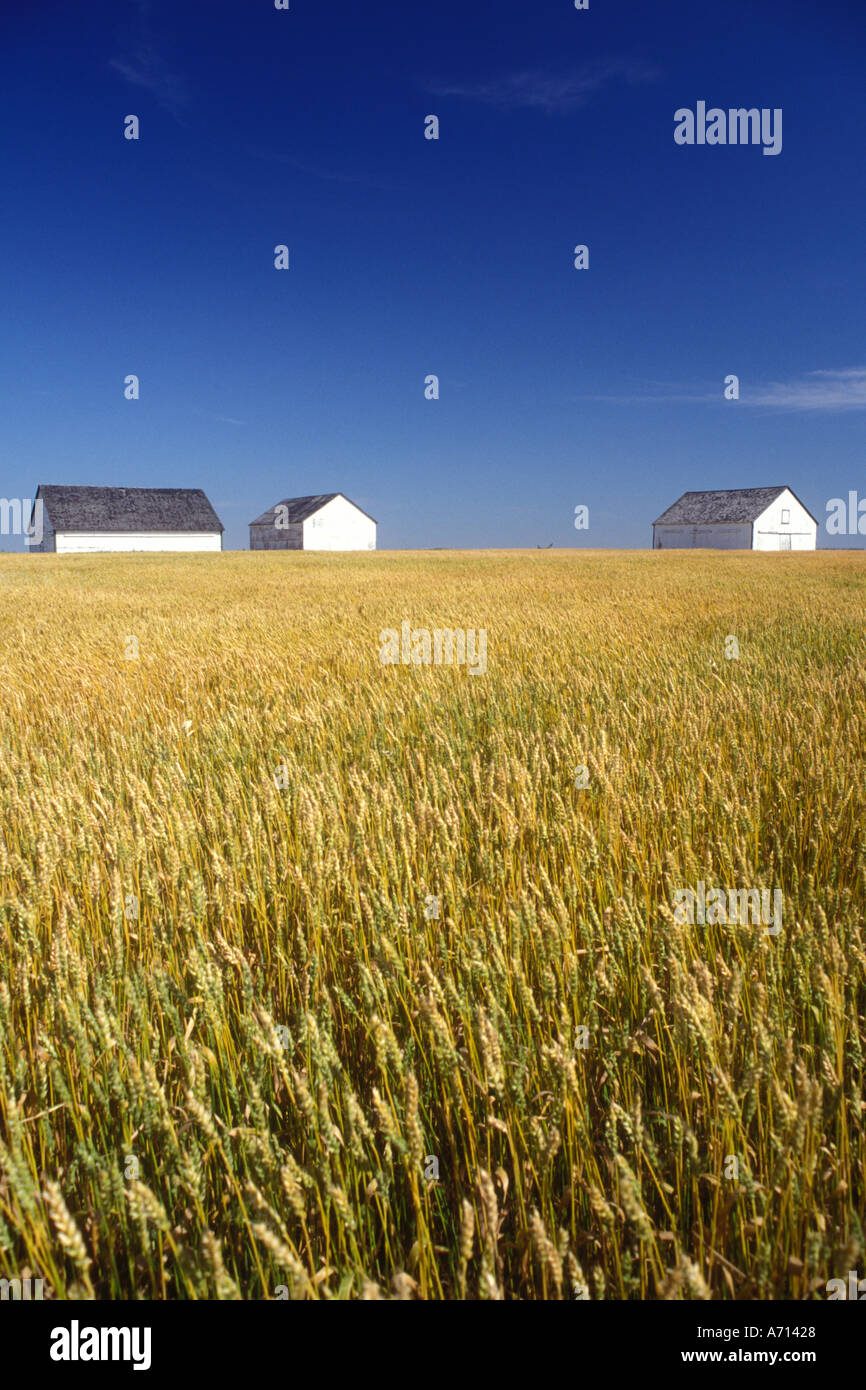 Golden wheat field saskatchewan hi-res stock photography and images - Alamy