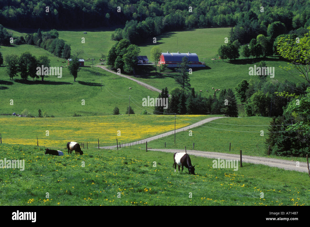 Vermont cows in field hi-res stock photography and images - Alamy