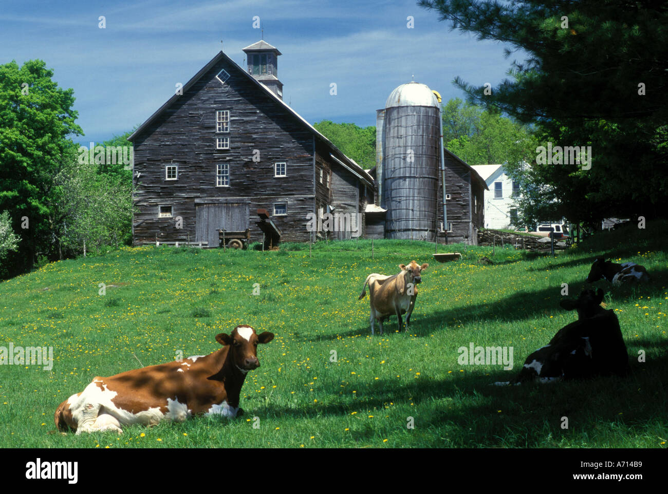 Vermont cows in field hi-res stock photography and images - Alamy