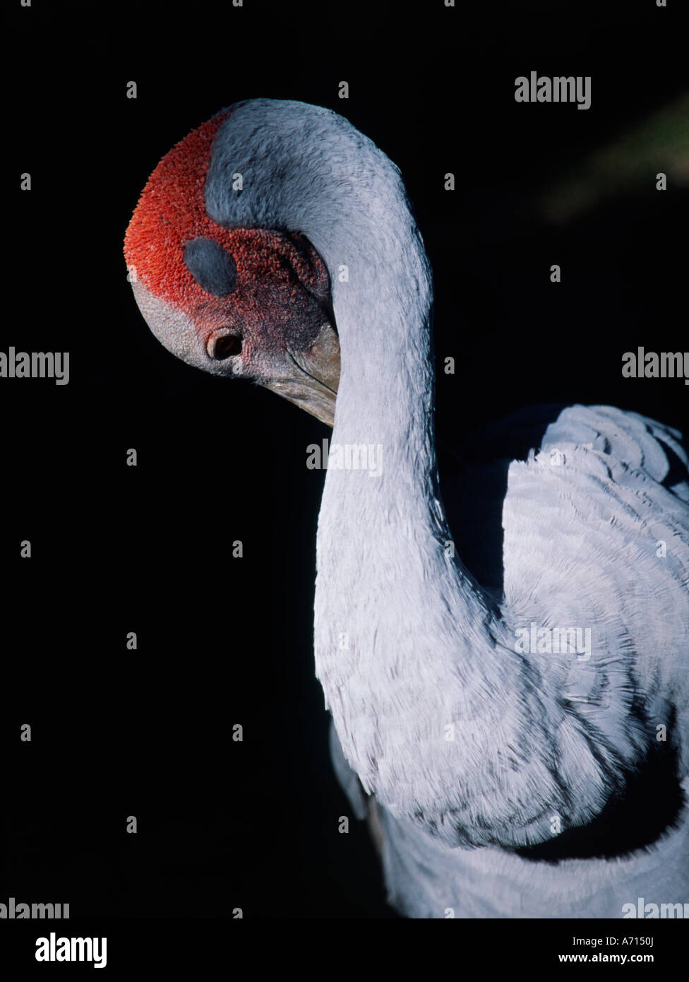Brolga Queensland Australia High Resolution Stock Photography and ...