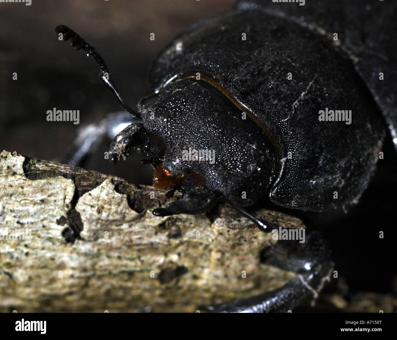 Stag Beetle, UK Stock Photo - Alamy