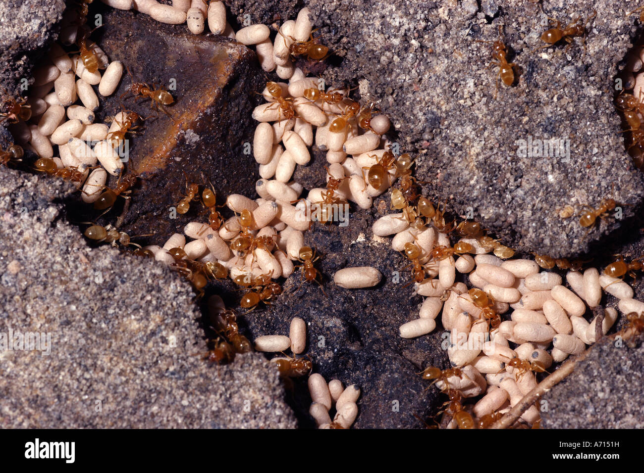 Red Ants Nest, UK Stock Photo - Alamy