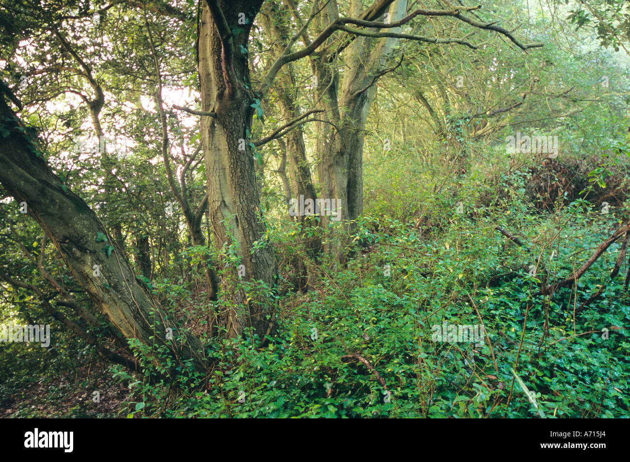 Deciduous woodland on the coast near Swanage, Dorset, UK Stock Photo ...