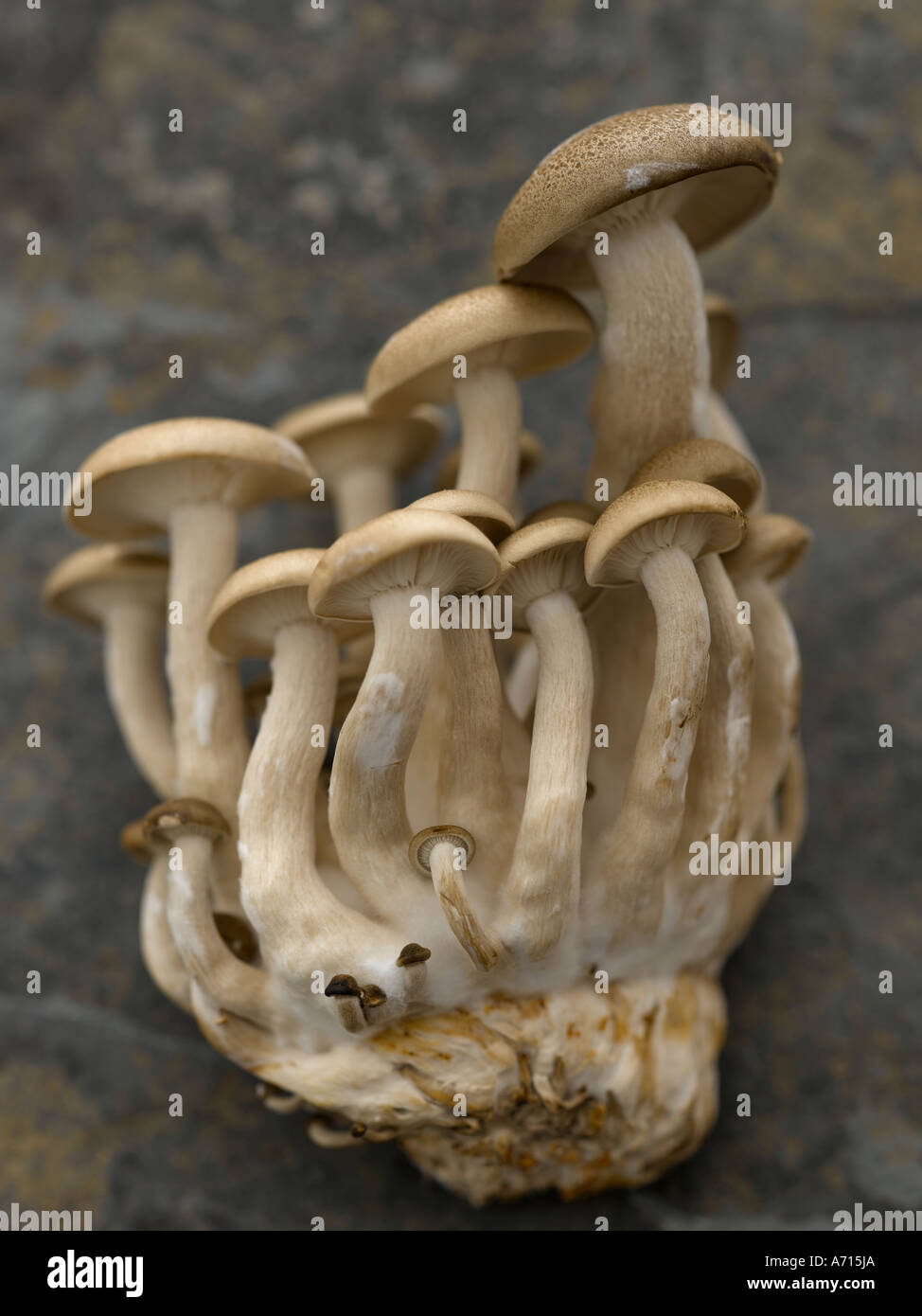 Hon-shimeji mushrooms - high end Hasselblad 61mb digital image Stock ...