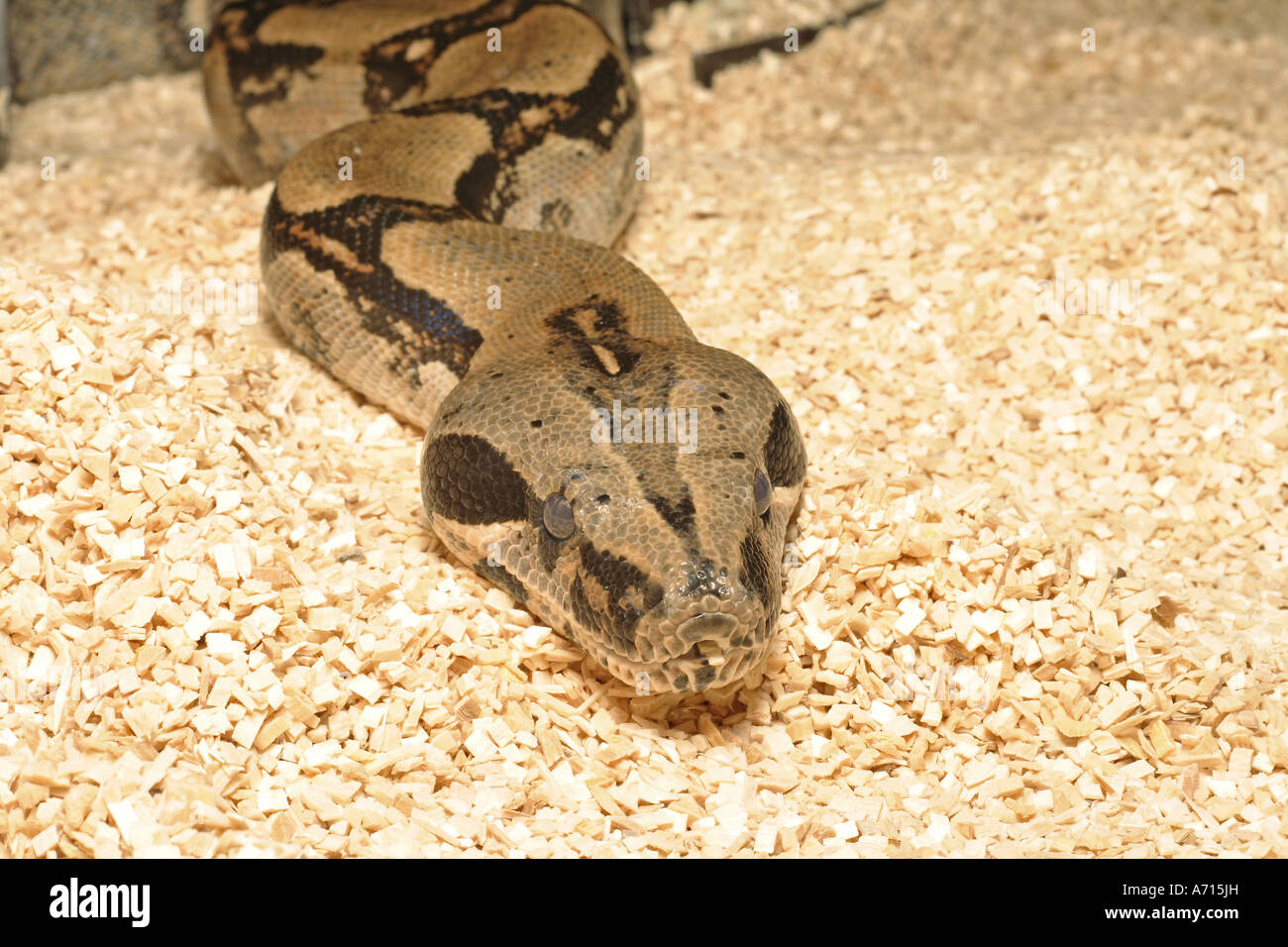 Northwest Peruvian Boa (female) / Boa constrictor longicauda Stock ...