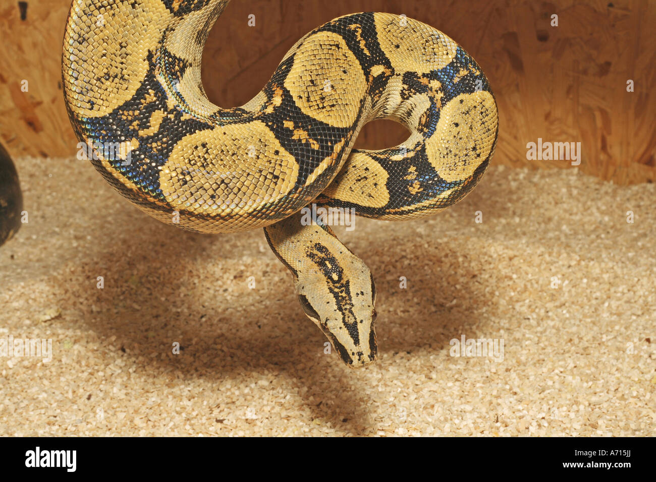 Northwest Peruvian Boa (male)/ Boa constrictor longicauda Stock Photo ...