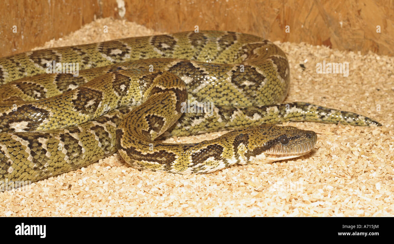Madagascar Tree Boa (Sanzinia madagascariensis). Female in a box Stock ...
