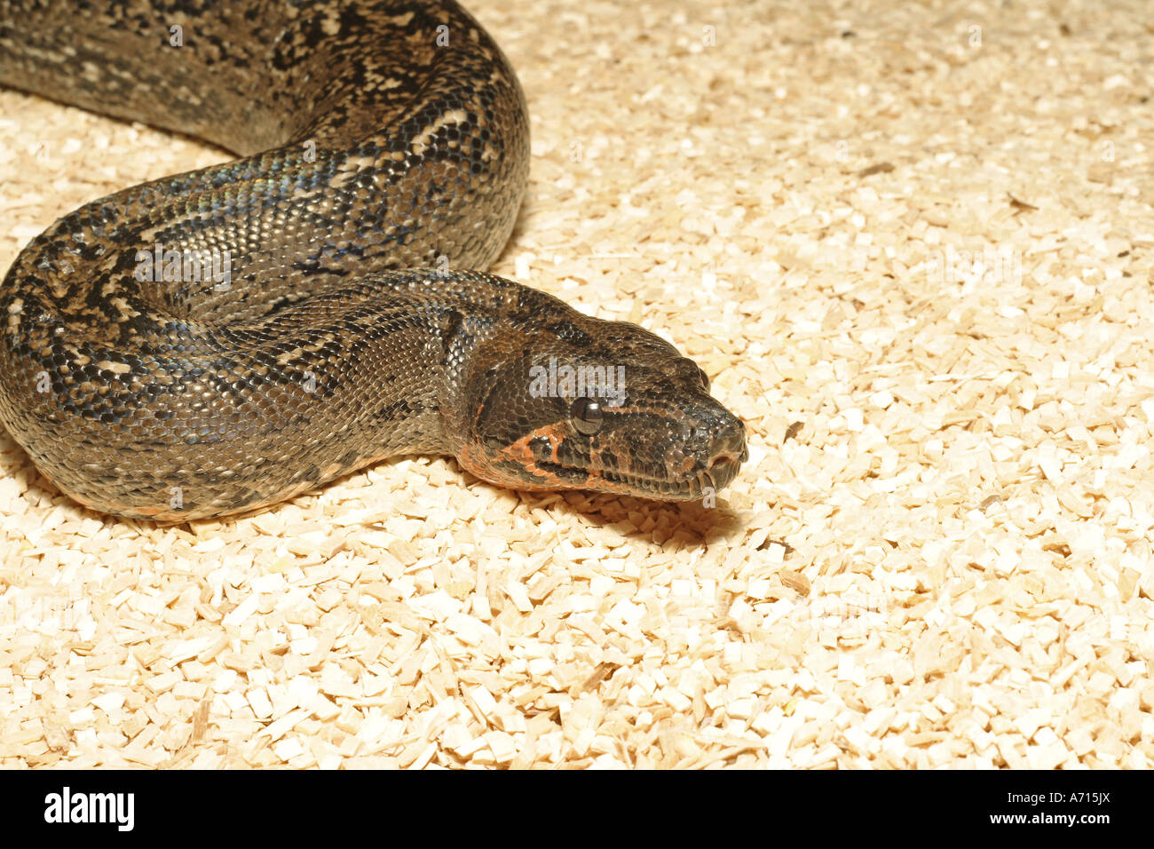 boa constrictor (male) / Boa constrictor Stock Photo - Alamy